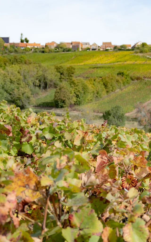 The FASCINATING WEEKEND of Couchois wines | Office de tourisme d'Autun ...